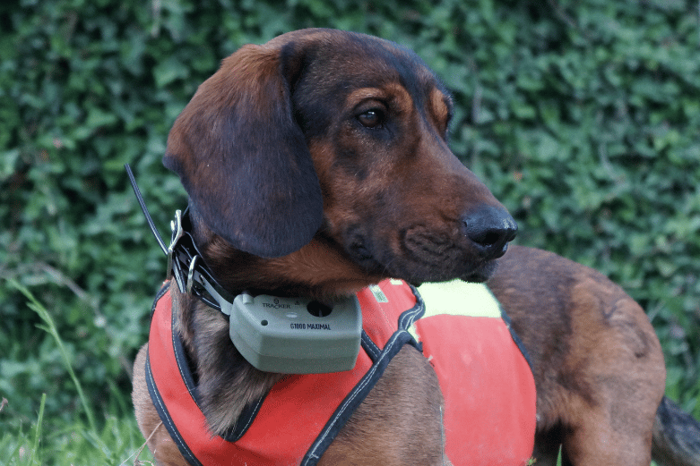 Colliers GPS pour Chiens de Chasse et Pastoralisme - Geovie